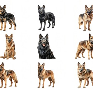 Watercolor German Shepherd Clipart Bundle 23 High Quality PNG & JPEG ...