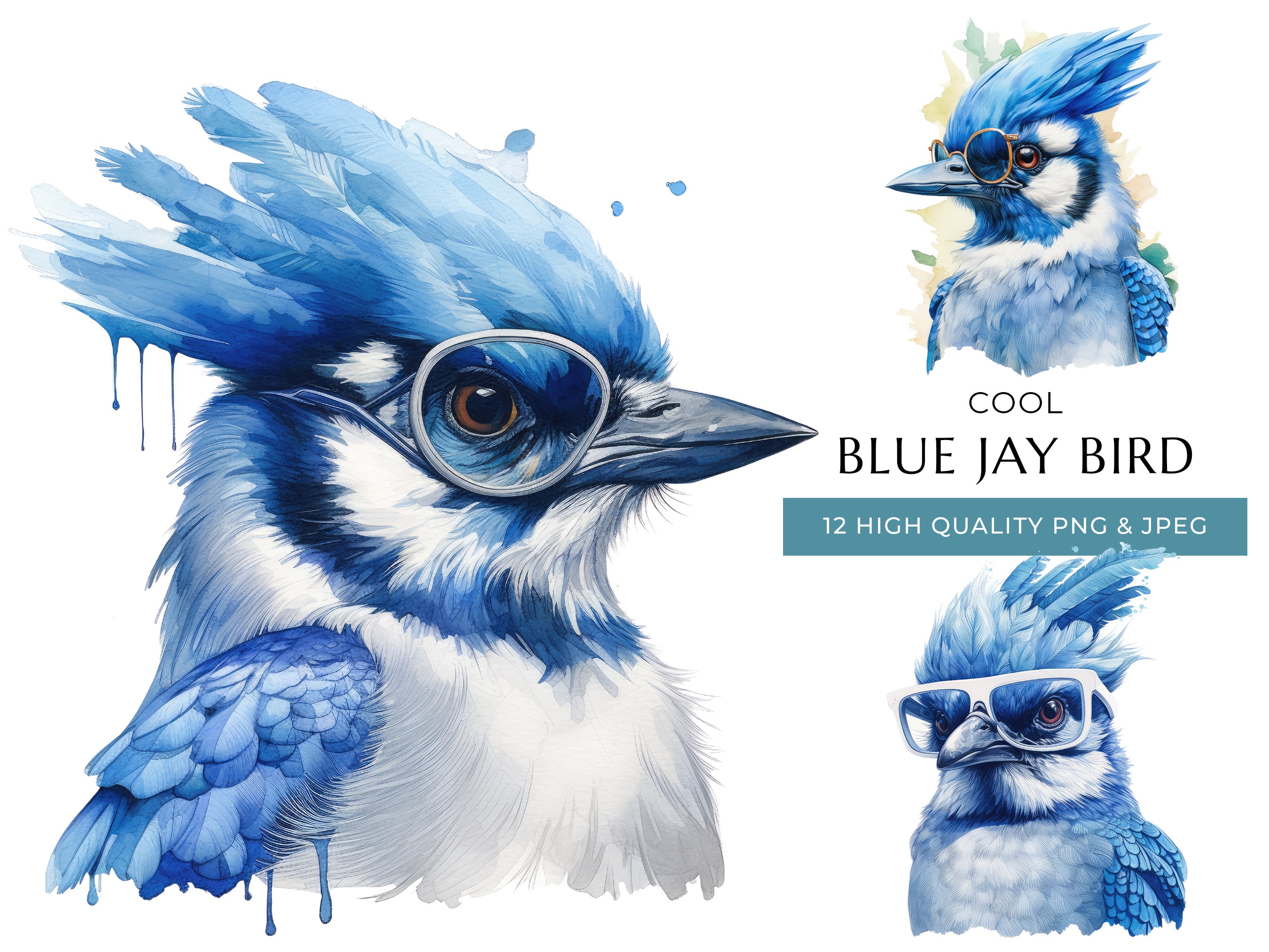 Watercolor Blue Jay Bird Clipart With Sunglasses 12 - Etsy