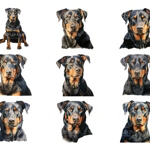 Watercolor Beauceron Clipart Bundle, Dog Mom/dad Gift (digital Download ...