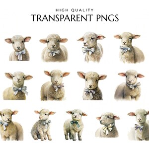 Baby Sheep With Bow Tie Watercolor Clipart of 13 Pngs, Farm Animals ...