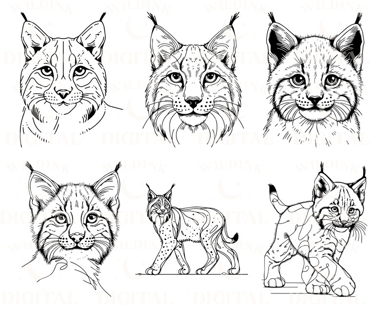 Lynx Line Art SVG Clipart: Feline Vector Graphics (digital Download) - Etsy