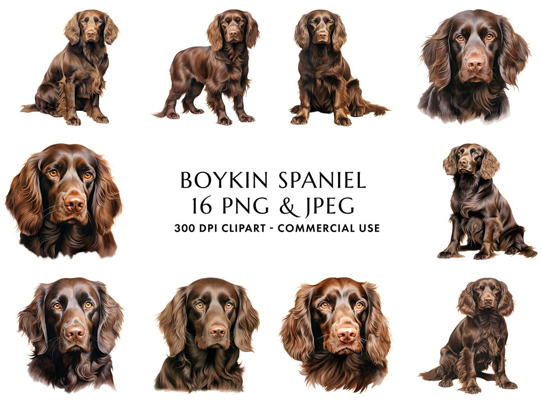 Watercolor Boykin Spaniel Clipart Bundle 16 High Quality PNG & JPEG ...