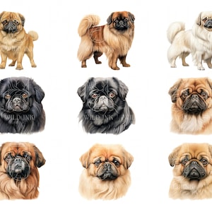 Watercolor Pekingese Clipart Bundle 21 High Quality PNG & JPEG, Gift ...