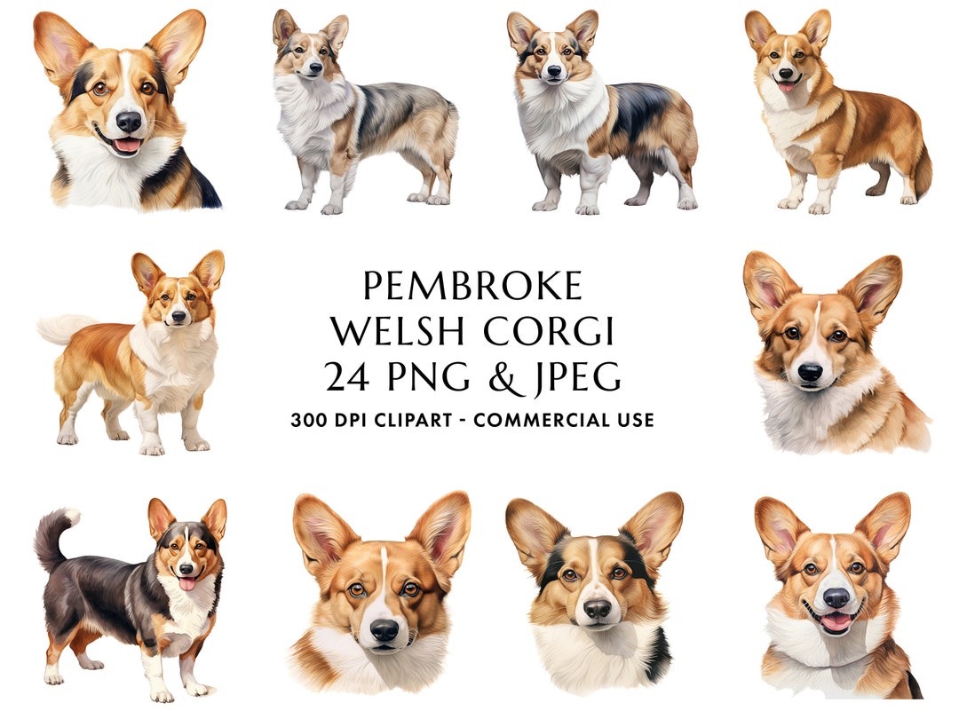 Watercolor Pembroke Welsh Corgi Clipart Bundle 24 High Quality PNG ...