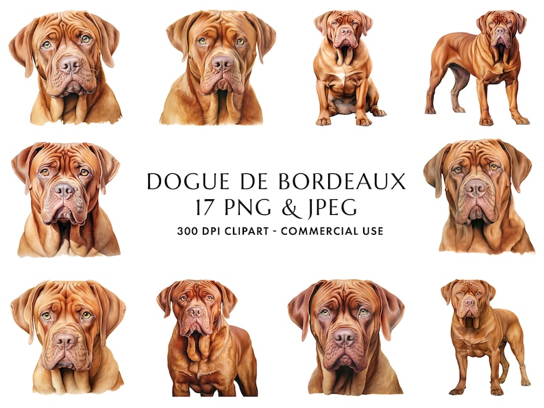 Watercolor Dogue De Bordeaux Clipart Bundle, Dog Mom Gift (digital ...