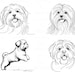 Lhasa Apso SVG & PNG Clipart Bundle: Digital Line Art, Minimalist ...