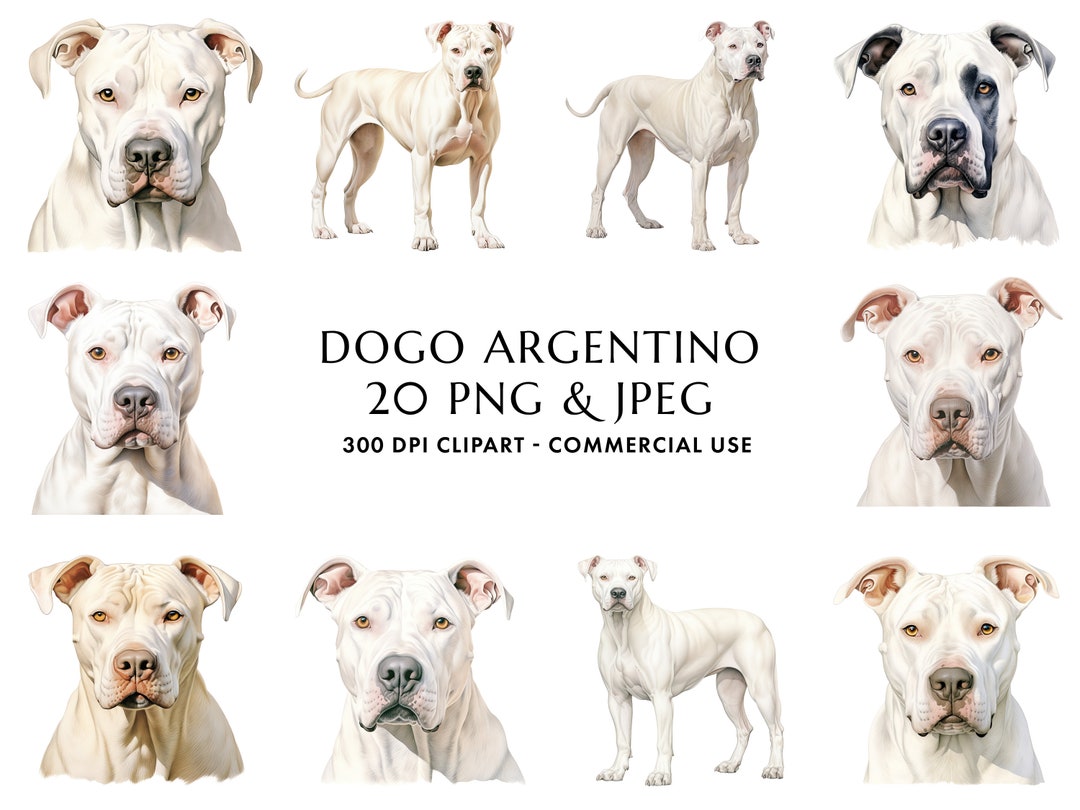 Watercolor Dogo Argentino Clipart Bundle 20 High Quality PNG & JPEG ...