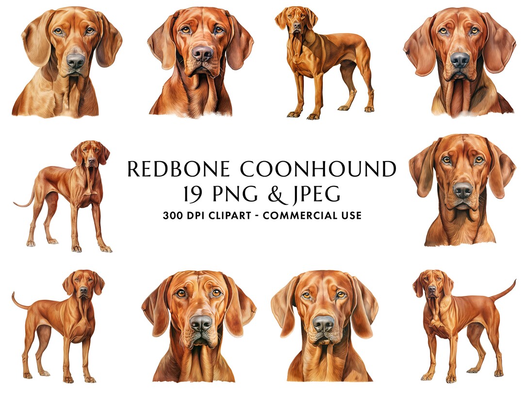 Watercolor Redbone Coonhound Clipart: 19 PNG & JPEG Graphics (digital ...