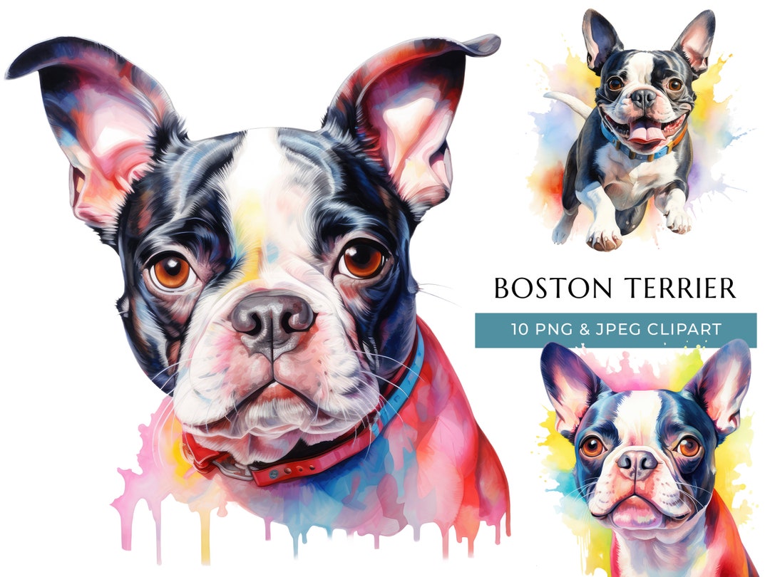 Boston Terrier Dog Clipart - 10 High Quality Pngs & JPEG - Colorful ...