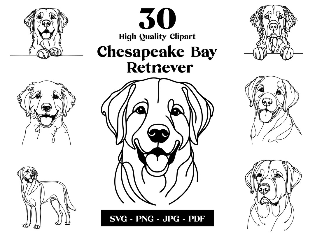 Chesapeake Bay Retriever Line Art: Dog SVG Clipart Bundle (digital ...