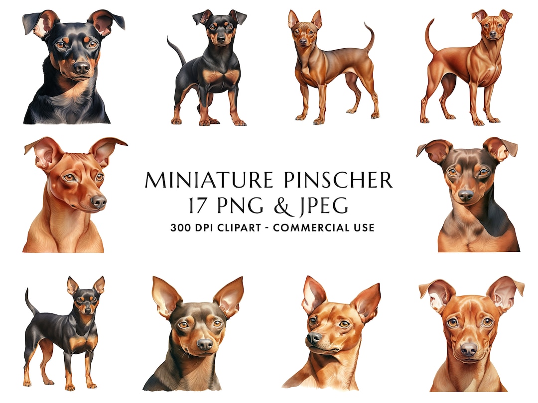 Watercolor Miniature Pinscher Clipart Bundle (digital Download) - Etsy