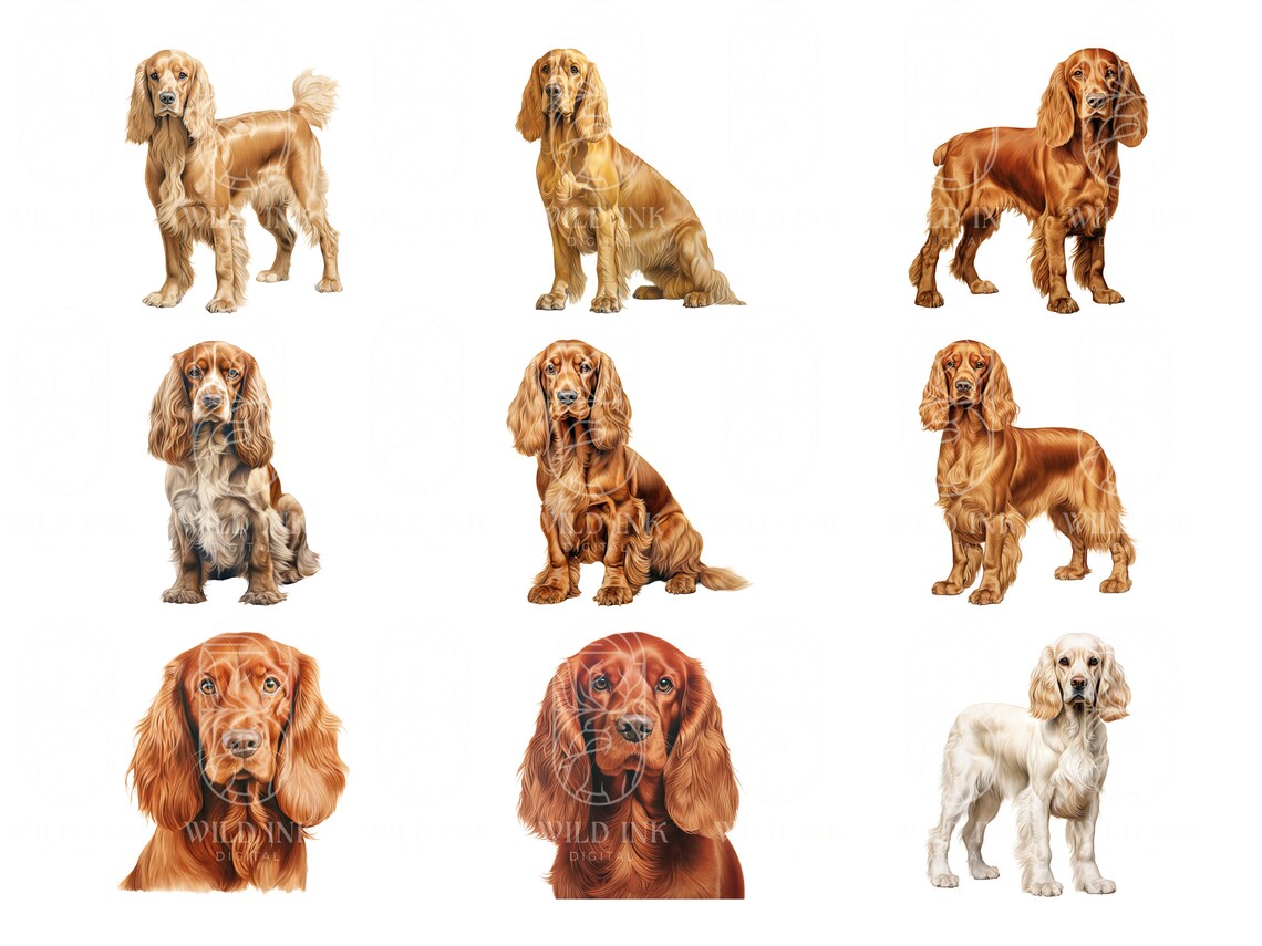 Watercolor English Cocker Spaniel Clipart: 35 PNG & JPEG (digital ...