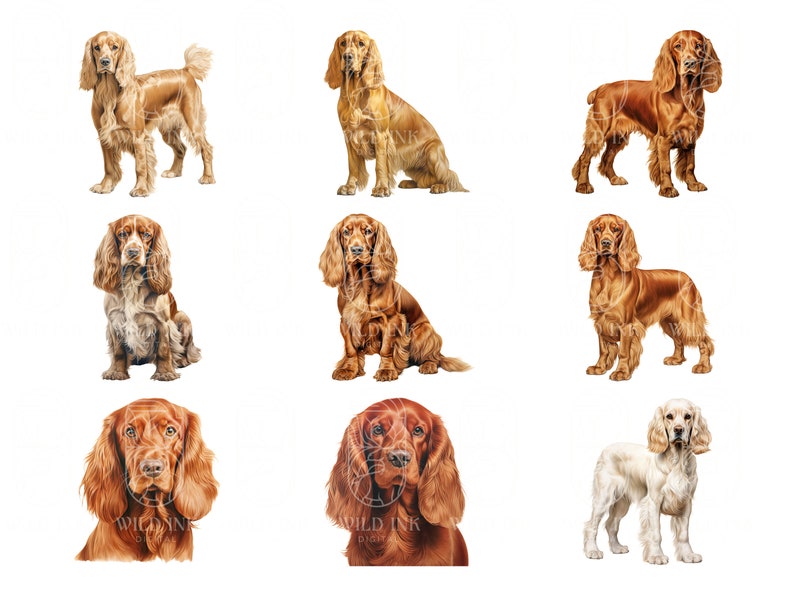 Watercolor English Cocker Spaniel Clipart: 35 PNG & JPEG (digital ...