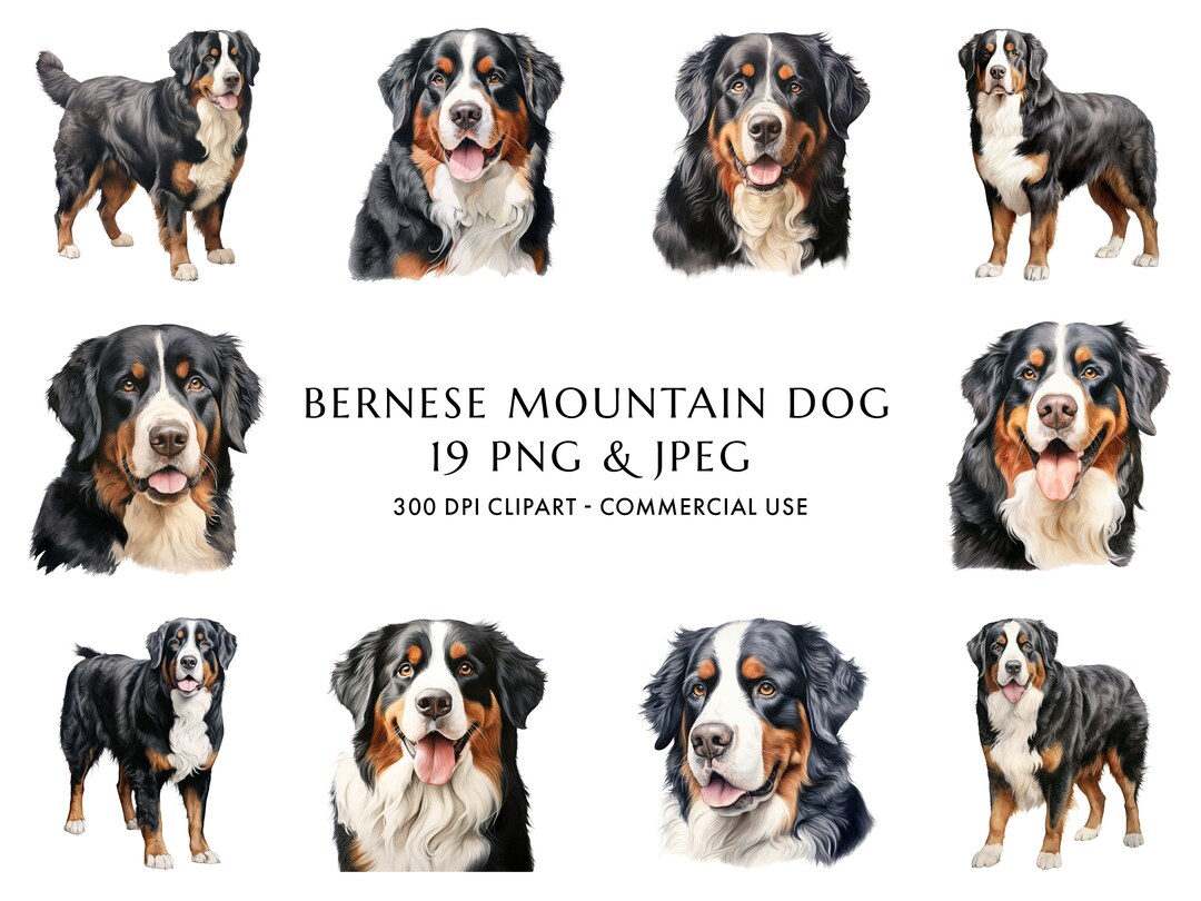 Watercolor Bernese Mountain Dog Clipart Bundle 19 High Quality PNG ...
