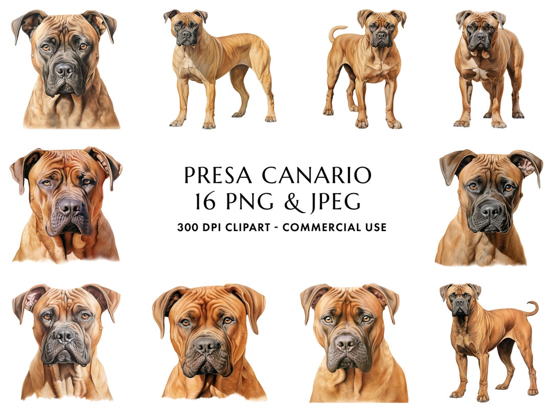 Watercolor Presa Canario Clipart Bundle 16 High Quality PNG & JPEG ...