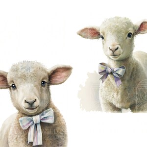 Baby Sheep With Bow Tie Watercolor Clipart of 13 Pngs, Farm Animals ...