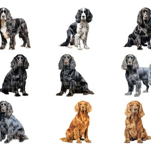 Watercolor English Cocker Spaniel Clipart Bundle 35 High Quality PNG ...