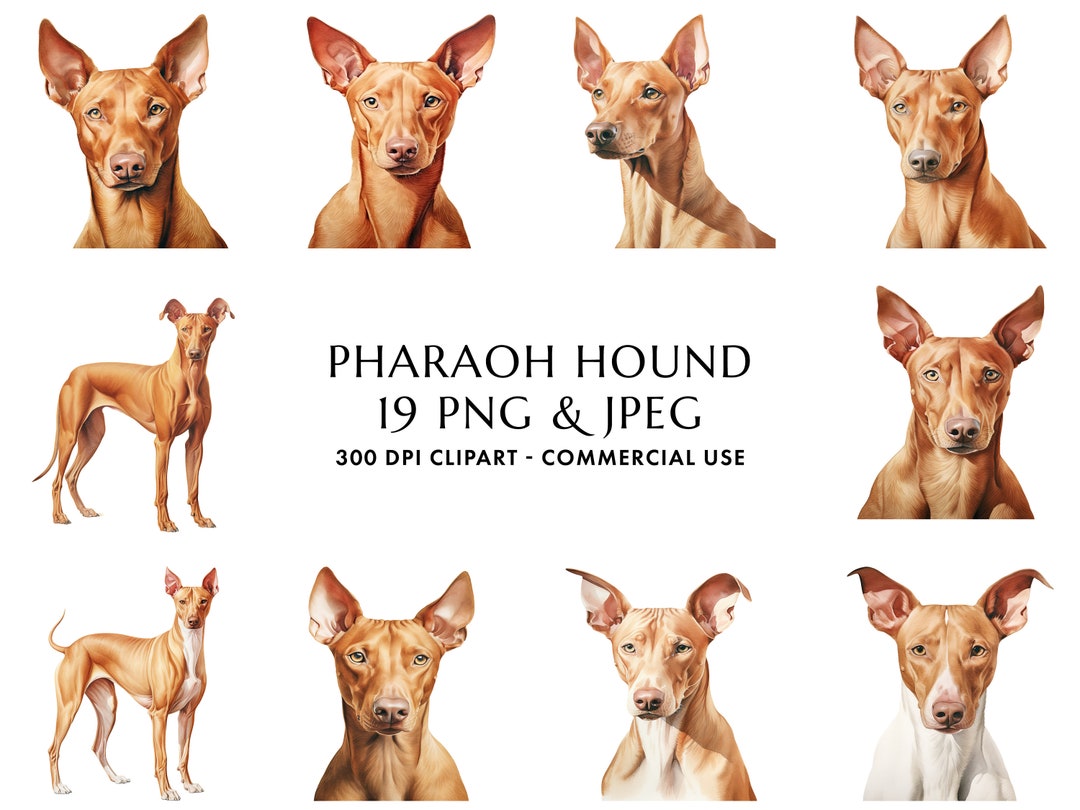 Watercolor Pharaoh Hound Clipart Bundle 19 High Quality PNG & JPEG ...