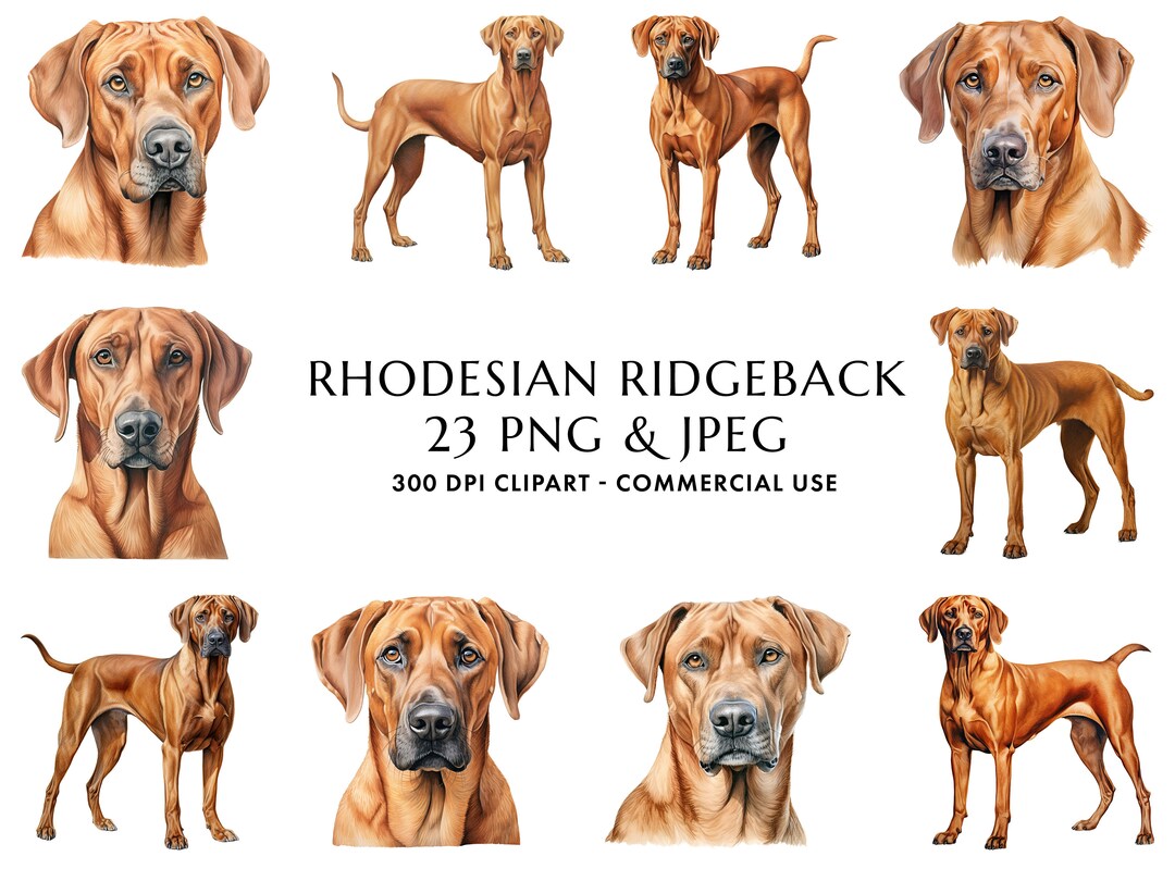 Watercolor Rhodesian Ridgeback Clipart: 23 PNG & JPEG Dog Graphics ...