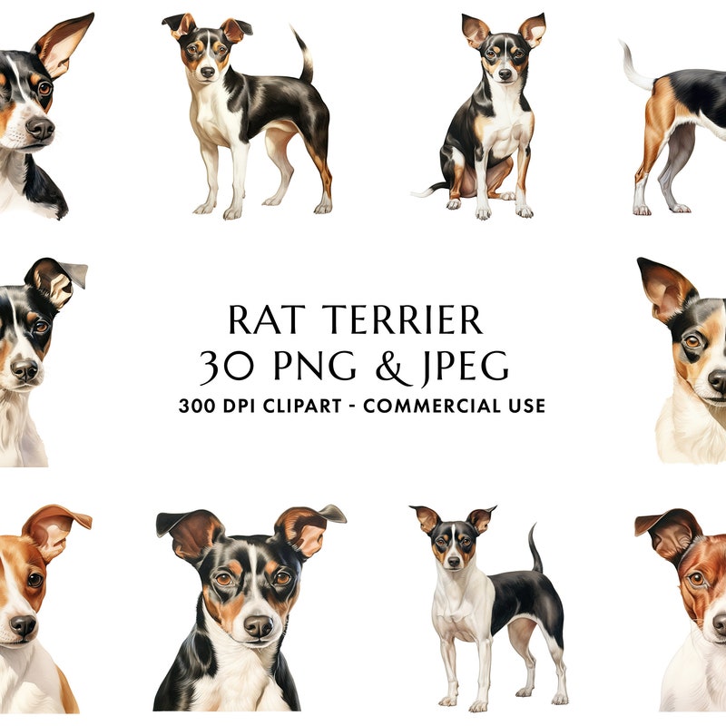 Rat Terrier Art - Etsy