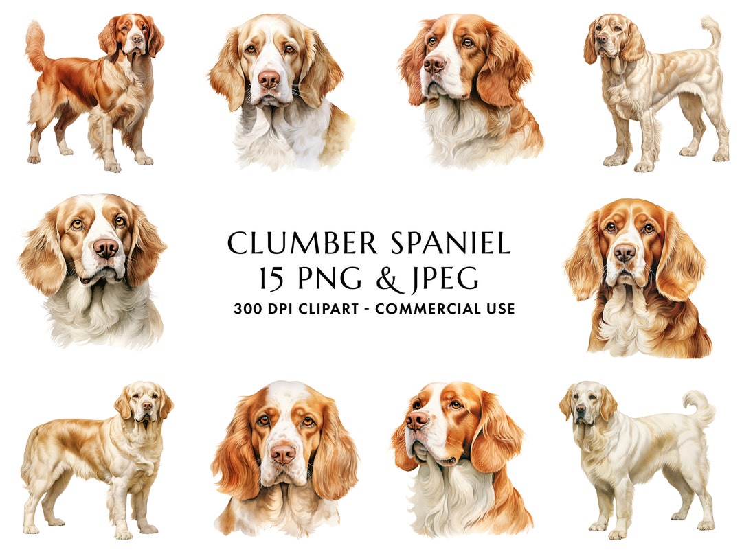 Watercolor Clumber Spaniel Clipart, 15 PNG & JPEG (digital Download) - Etsy