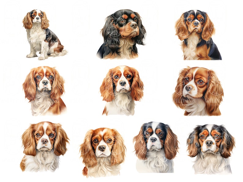 Watercolor Cavalier King Charles Spaniel Clipart Bundle (digital ...