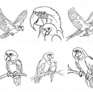 Macaw Line Art SVG Clipart: Modern Parrot Vector (digital Download) - Etsy