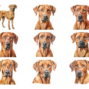 Watercolor Rhodesian Ridgeback Clipart: 23 PNG & JPEG Dog Graphics ...