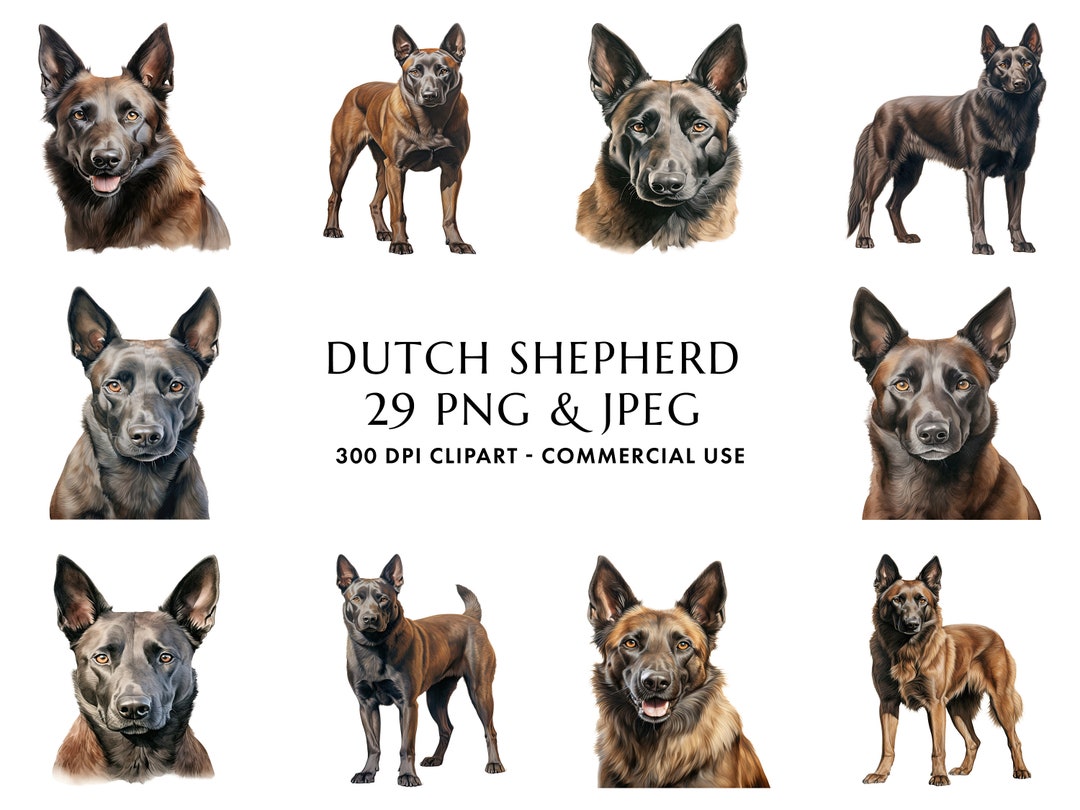 Watercolor Dutch Shepherd Clipart Bundle, Dog Mom Gift (digital ...