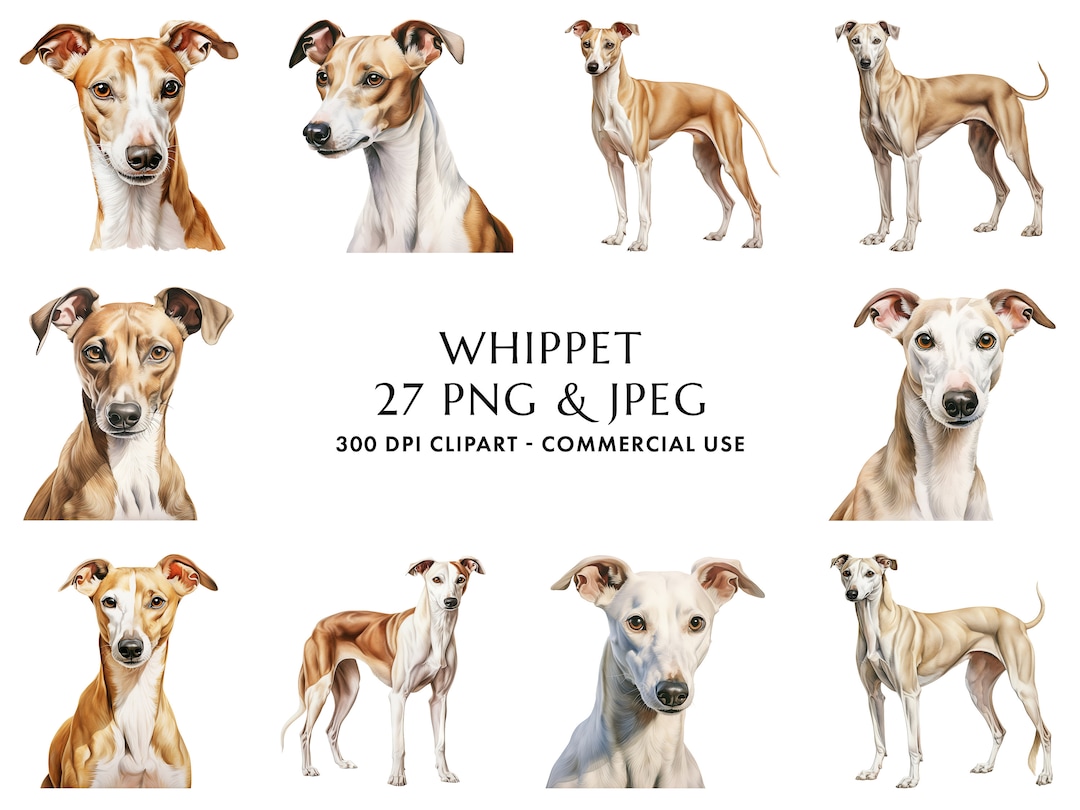 Watercolor Whippet Clipart Bundle, Dog Mom Dad Gift (digital Download ...