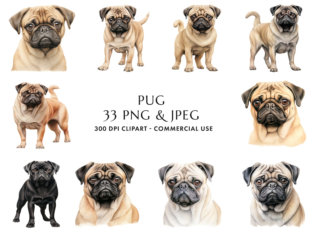 Watercolor Pug Clipart Bundle 33 High Quality PNG & JPEG, Gift for Dog ...