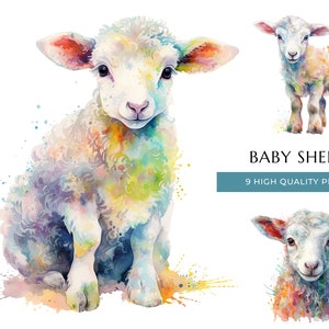 Baby Sheep Watercolor Clipart 7 Pngs, Nursery Decor, Farm Theme Wall ...