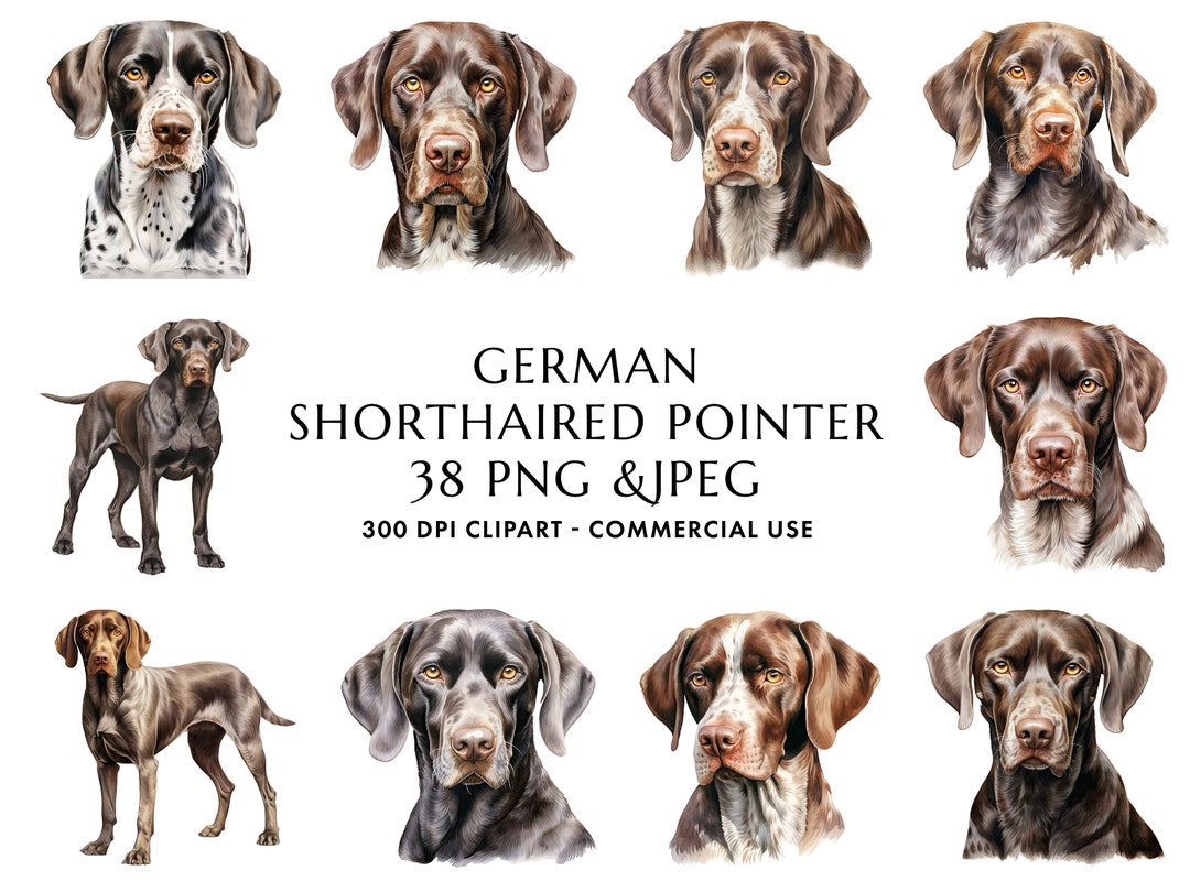 Watercolor German Shorthaired Pointer Clipart: 38 PNG & JPEG (digital ...