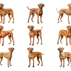 Watercolor Rhodesian Ridgeback Clipart: 23 PNG & JPEG Dog Graphics ...