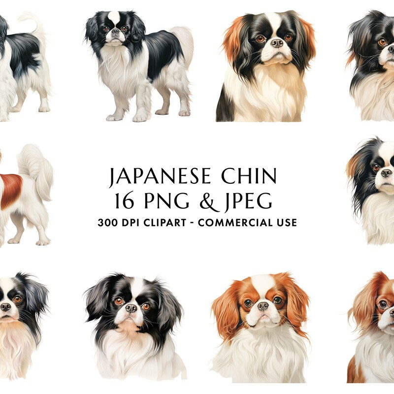 Japanese Chin - Etsy UK