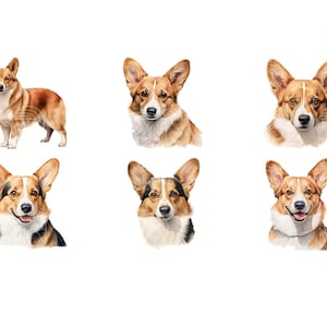 Watercolor Pembroke Welsh Corgi Clipart Bundle 24 High Quality PNG ...