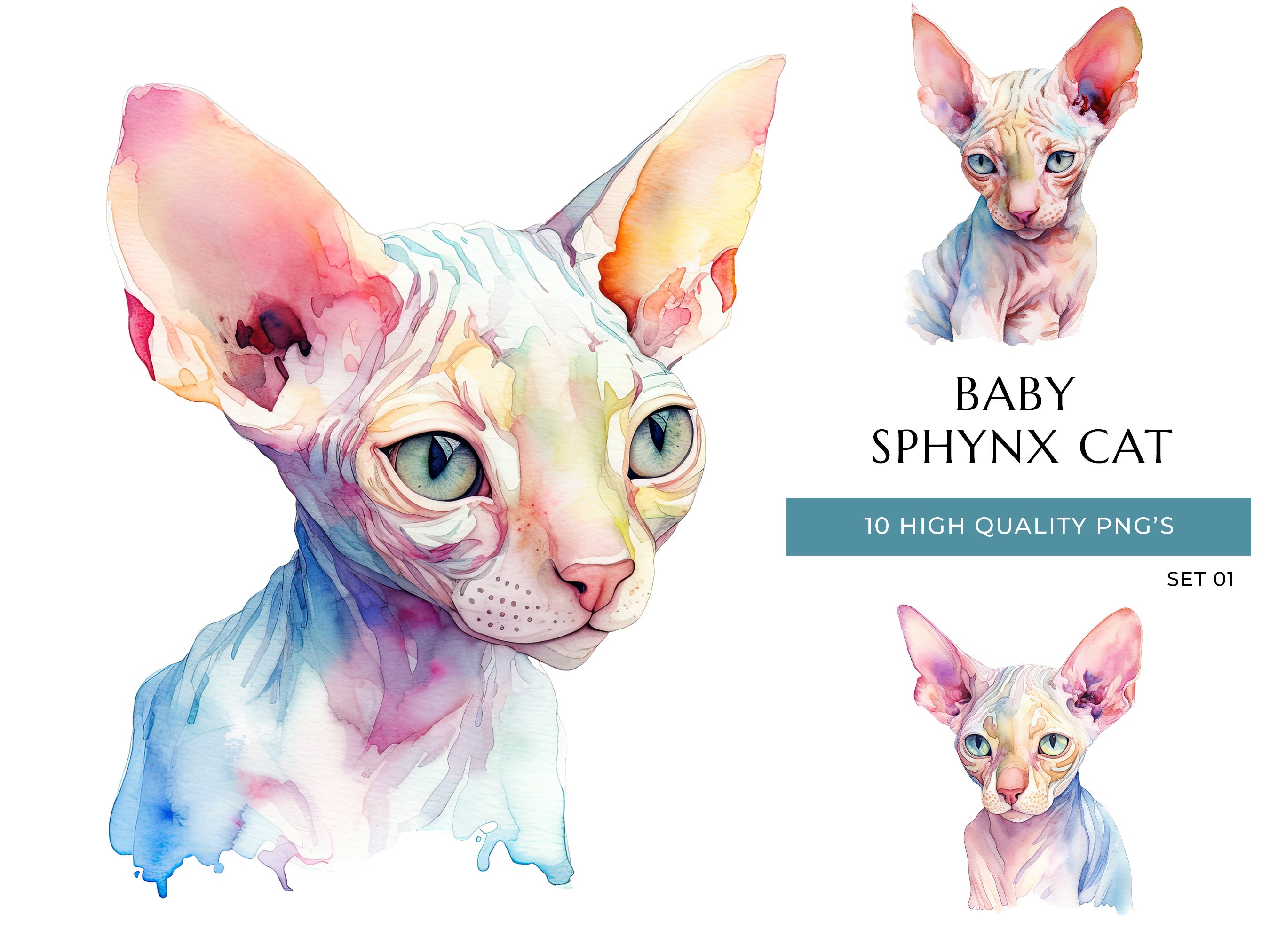 Cute Baby Sphynx Cat