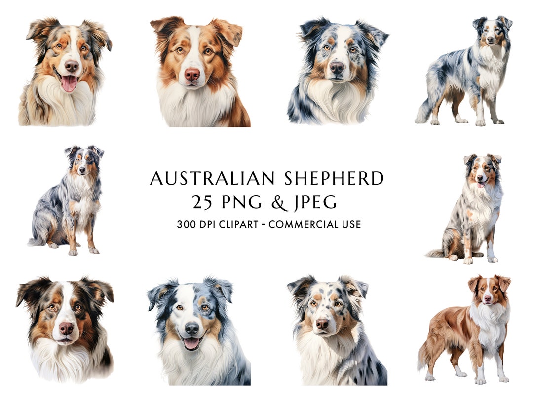 Lot de cliparts aquarelle berger australien (téléchargement numérique ...