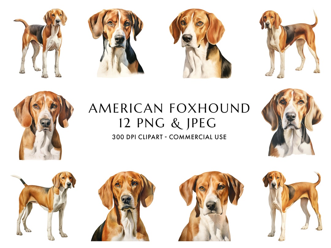 Watercolor American Foxhound Clipart Bundle 12 High Quality PNG & JPEG ...