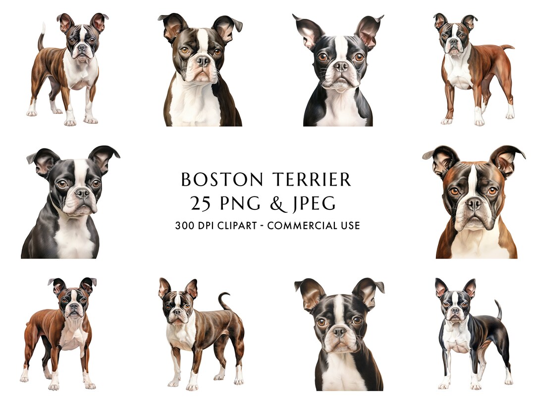Watercolor Boston Terrier Clipart Bundle 25 High Quality PNG & JPEG ...