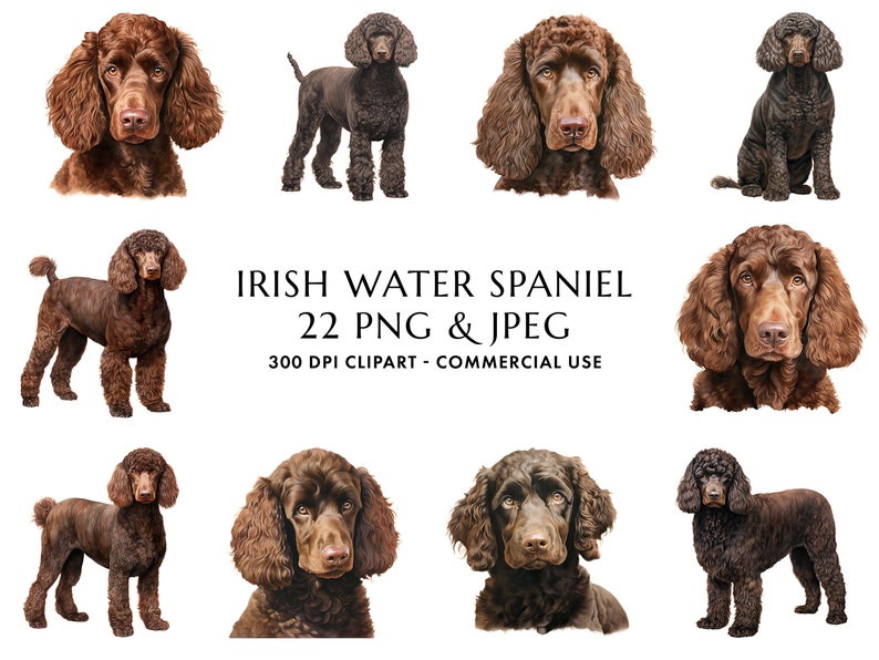 Watercolor Irish Water Spaniel Clipart Bundle, 22 PNG & JPEG (digital ...