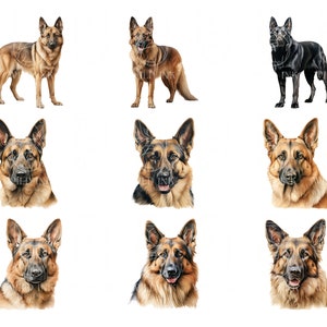 Watercolor German Shepherd Clipart Bundle, 23 PNG & JPEG (digital ...