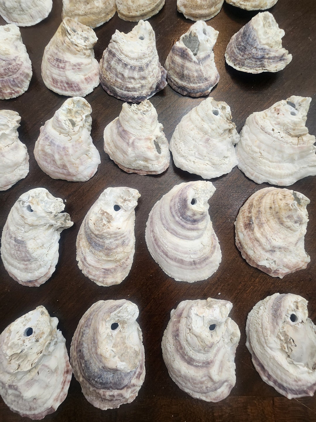 Bulk Lot of 35 Small Cleaned Pre-drilled Oyster Shells Crafting ...