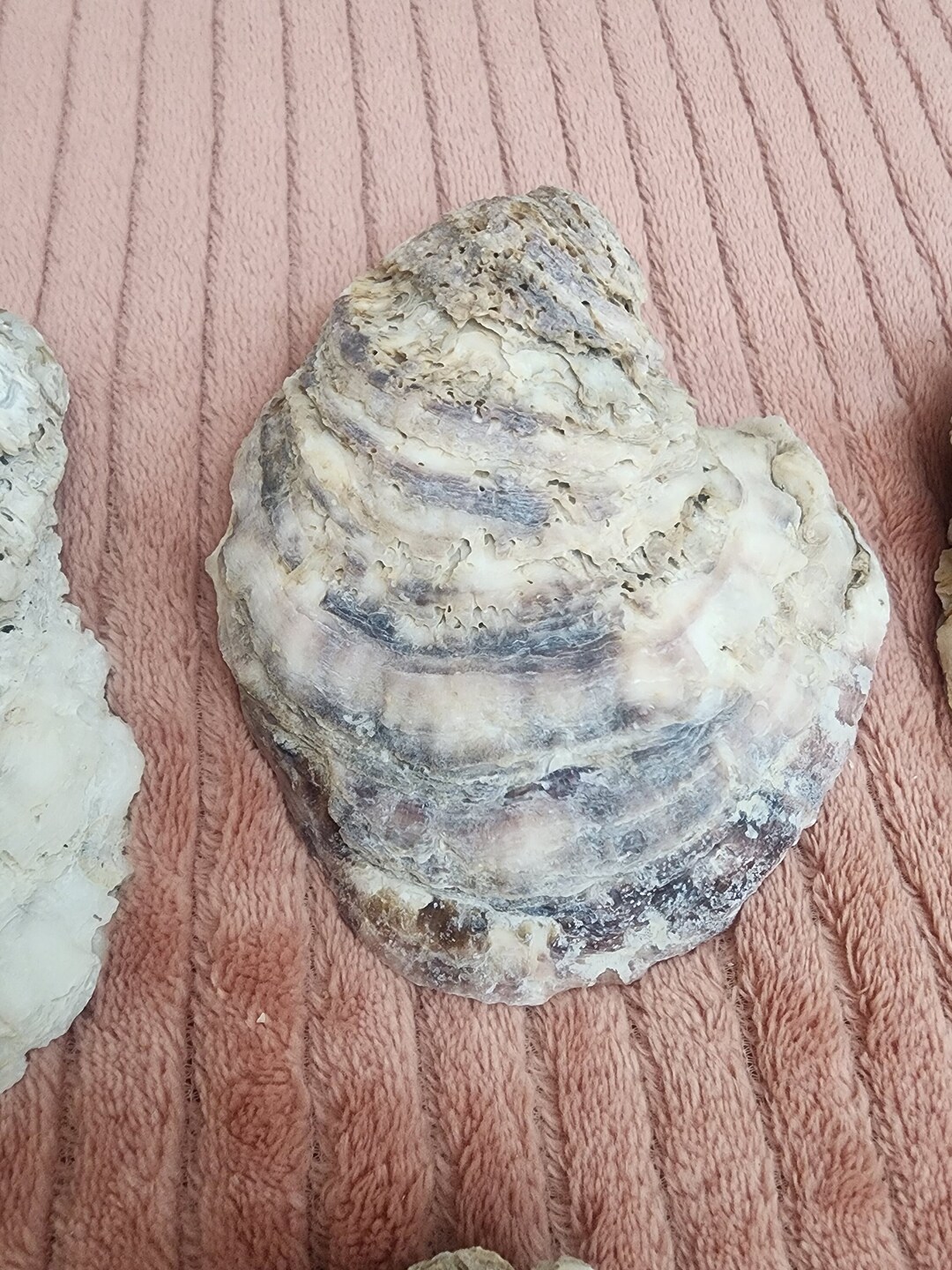 Cleaned Large 4.55 Combo Oyster Shells, Beach Craft, Bleach Cleaned ...