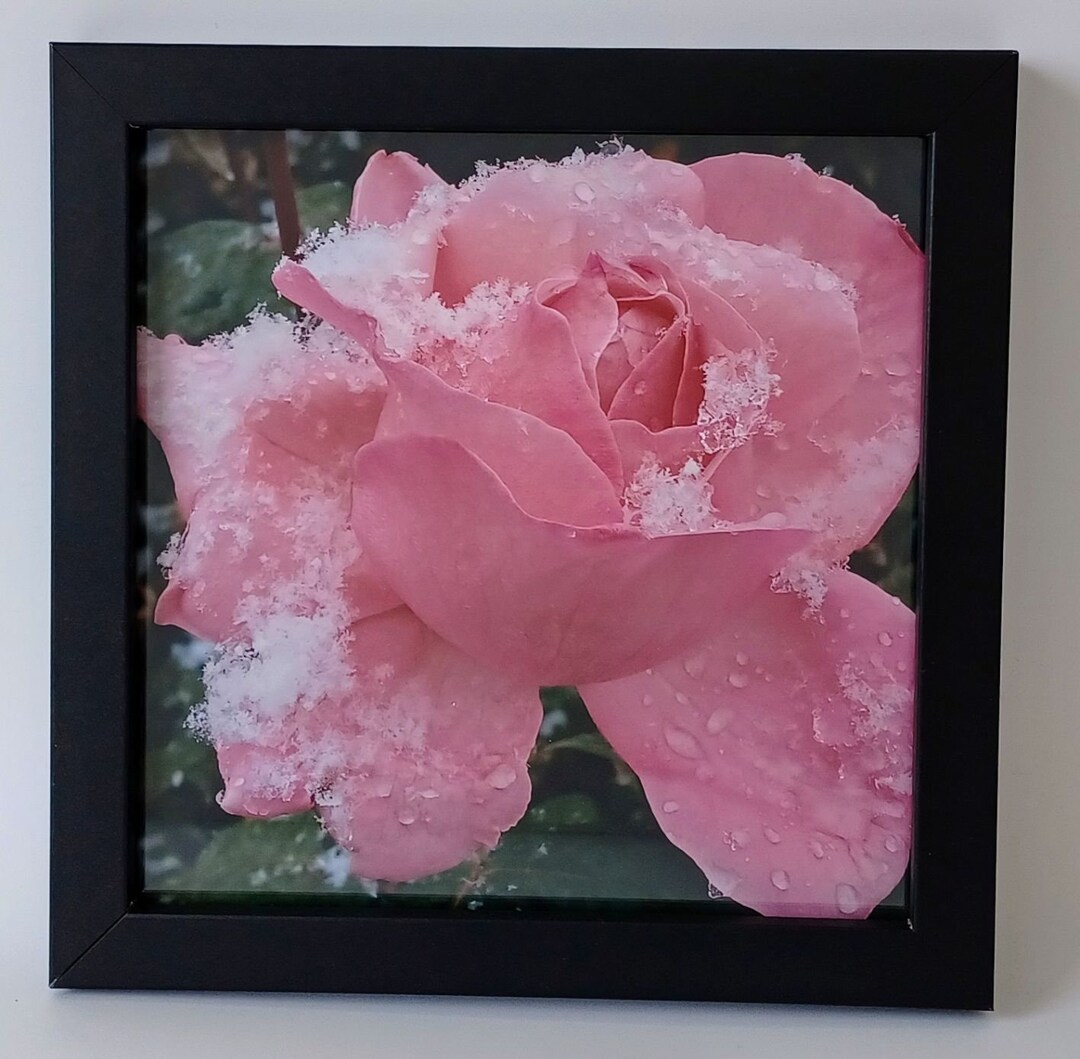 Frosted Pink Rose in 9x9 Inch Black Frame - Etsy