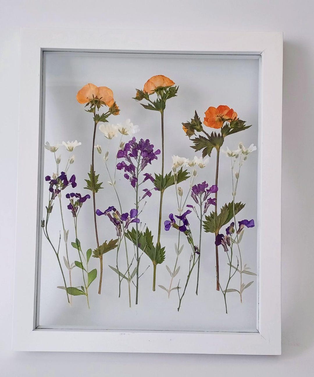 Orange Geum, Purple Wallflower and Sweet Peas, and White Snow in Summer ...