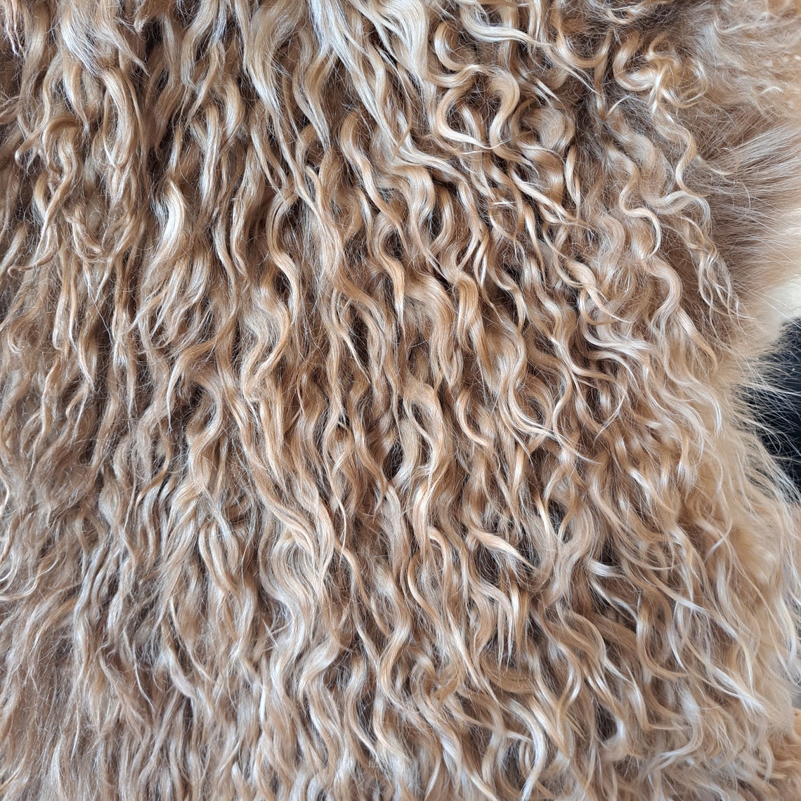 Dyed Goat Hair , Goat Hair on the Skin,natural Curls of Goats, for ...