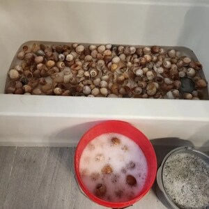 2 ~ 2.5" RARE Apple Snail Shells for Crafting, Decoration, Weddings ...