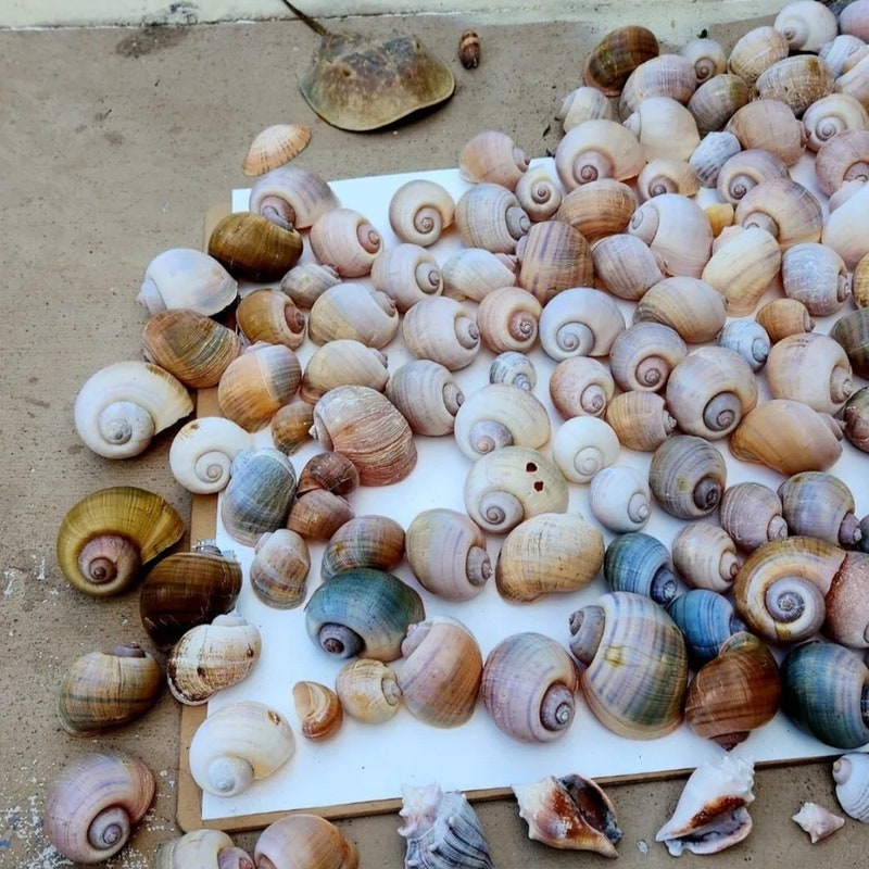 Apple Snail Shell - Etsy