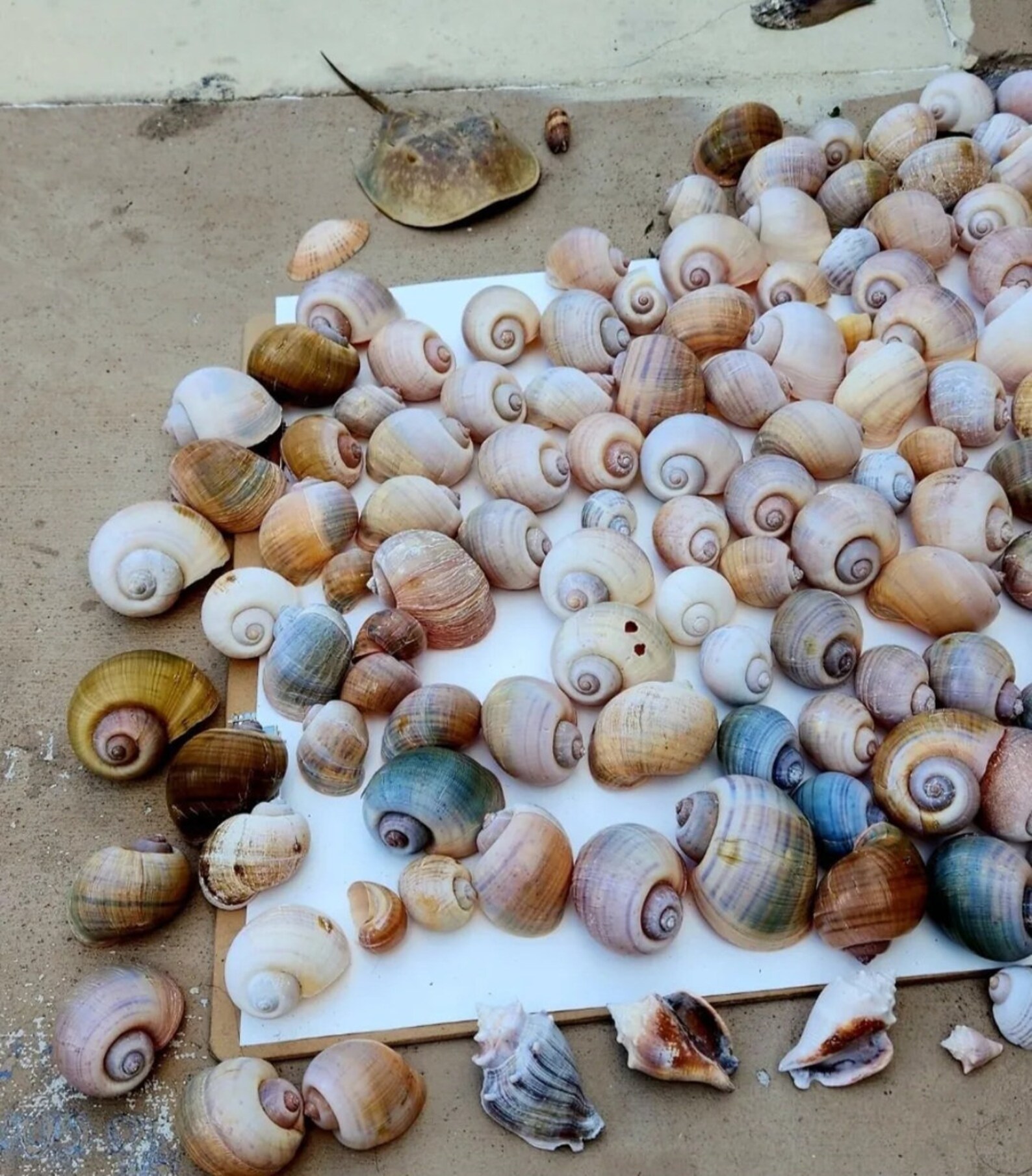 2 ~ 2.5" RARE Apple Snail Shells for Crafting, Decoration, Weddings ...